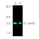 Anti-Tom20 Antibody (F-10) | SCBT - Santa Cruz Biotechnology