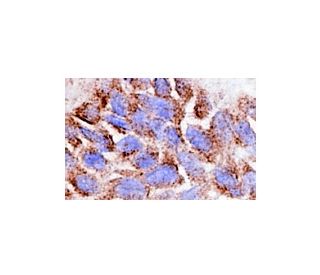Tom20 Antibody (F-10) - Immunohistochemistry - Image 4182