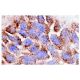 Anti-Tom20 Antibody (F-10) | SCBT - Santa Cruz Biotechnology