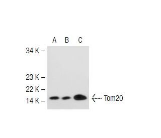 Tom20 Antibody (F-10) - Western Blotting - Image 40238