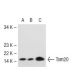 Anti-Tom20 Antibody (F-10) | SCBT - Santa Cruz Biotechnology