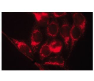 Tom20 Antibody (F-10) - Immunofluorescence - Image 134175