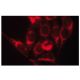 Anti-Tom20 Antibody (F-10) | SCBT - Santa Cruz Biotechnology