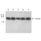 Anti-Tom20 Antibody (F-10) | SCBT - Santa Cruz Biotechnology