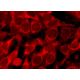 Anti-Tom20 Antibody (F-10) | SCBT - Santa Cruz Biotechnology