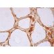 Anti-Tom20 Antibody (F-10) | SCBT - Santa Cruz Biotechnology