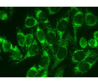 Tom20 Antibody (F-10) - Immunofluorescence - Image 389096