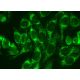 Anti-Tom20 Antibody (F-10) | SCBT - Santa Cruz Biotechnology