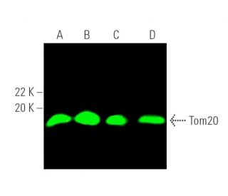 Tom20 Antibody (F-10) - Western Blotting - Image 389920