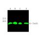 Anti-Tom20 Antibody (F-10) | SCBT - Santa Cruz Biotechnology