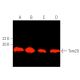 Anti-Tom20 Antibody (F-10) | SCBT - Santa Cruz Biotechnology