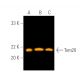 Anti-Tom20 Antibody (F-10) | SCBT - Santa Cruz Biotechnology