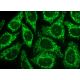 Anti-Tom20 Antibody (F-10) | SCBT - Santa Cruz Biotechnology