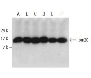Tom20 Antibody (F-10) - Western Blotting - Image 399123