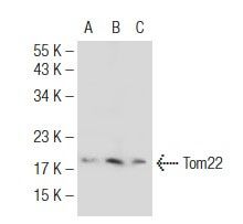Tom22 Antibody (J-31) | SCBT - Santa Cruz Biotechnology