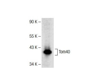 Anti-Tom40 Antibody (D-2) | SCBT - Santa Cruz Biotechnology