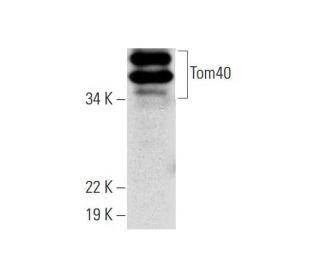 Anti-Tom40 Antibody (D-2) | SCBT - Santa Cruz Biotechnology
