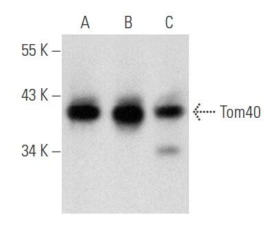 Tom40 Antibody (D-2) | SCBT - Santa Cruz Biotechnology
