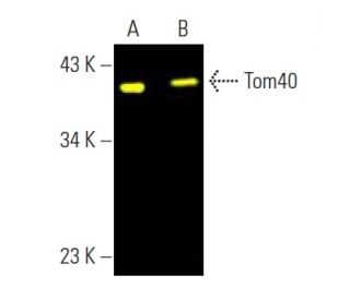 Anti-Tom40 Antibody (D-2) | SCBT - Santa Cruz Biotechnology