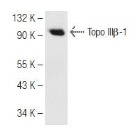 Topo IIIβ-1 Antibody (B-10) | SCBT - Santa Cruz Biotechnology