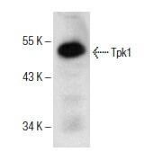 Tpk1 Antibody (F-3) | SCBT - Santa Cruz Biotechnology