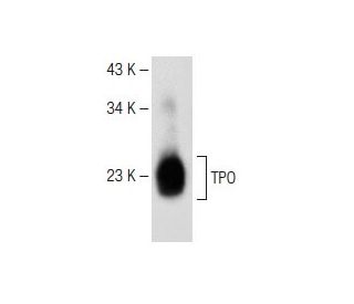 TPO Antibody (F-3) - Western Blotting - Image 147851