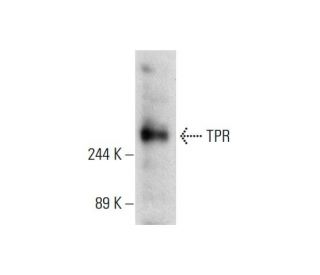 TPR Antibody (H-12) | SCBT - Santa Cruz Biotechnology