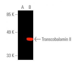 Transcobalamin II Antibody (A-5) - Western Blotting - Image 389925