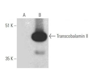 Transcobalamin II Antibody (A-5) - Western Blotting - Image 395123