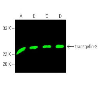 transgelin-2 Antibody (C-12) | SCBT - Santa Cruz Biotechnology