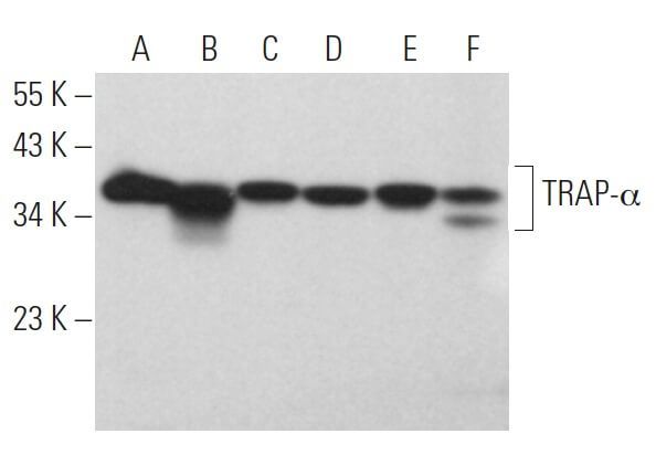 TRAP-α Antibody (C-8) | SCBT - Santa Cruz Biotechnology