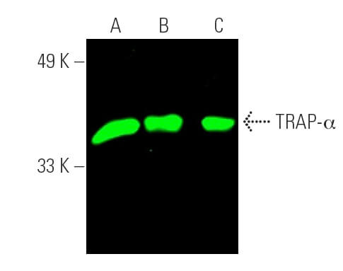 TRAP-α Antibody (C-8) | SCBT - Santa Cruz Biotechnology