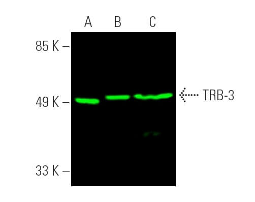 Anti-TRB-3 Antibody (B-2) | SCBT - Santa Cruz Biotechnology