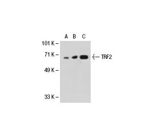 TRF2 Antibody (9F10) | SCBT - Santa Cruz Biotechnology