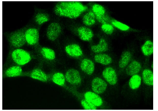Anti-TRF2 Antibody (B-5) | SCBT - Santa Cruz Biotechnology