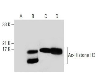Trichostatin A | CAS 58880-19-6 | SCBT - Santa Cruz Biotechnology