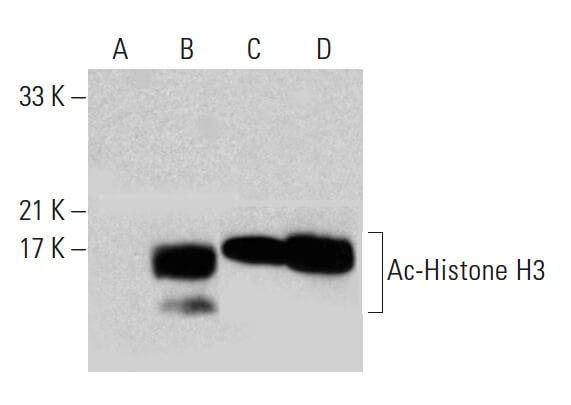 Trichostatin A | CAS 58880-19-6 | SCBT - Santa Cruz Biotechnology