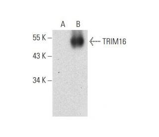 TRIM16 Antibody (B-6) - Western Blotting - Image 309543