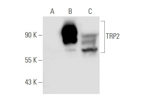 Anti-TRP2/DCT Antibody (C-9) | SCBT - Santa Cruz Biotechnology