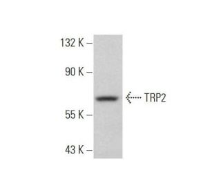 TRP2/DCT Antibody (C-9) | SCBT - Santa Cruz Biotechnology