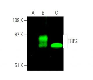 TRP2/DCT Antibody (C-9) | SCBT - Santa Cruz Biotechnology