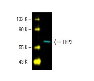 TRP2/DCT Antibody (C-9) | SCBT - Santa Cruz Biotechnology