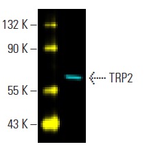 TRP2/DCT Antibody (C-9) | SCBT - Santa Cruz Biotechnology