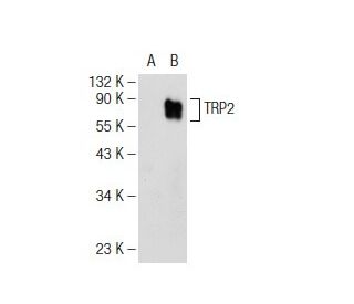 TRP2 Antibody (E-10) - Western Blotting - Image 109165
