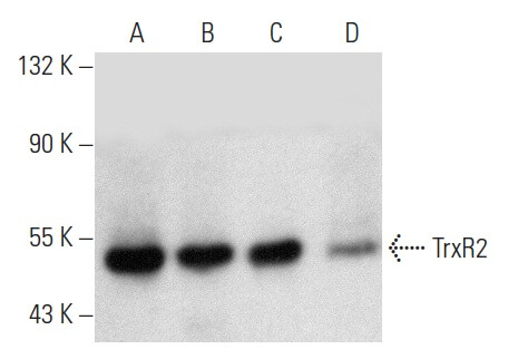 TrxR2 Antibody (F-5) | SCBT - Santa Cruz Biotechnology