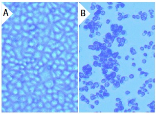 Trypan Blue | CAS 72-57-1 | SCBT - Santa Cruz Biotechnology