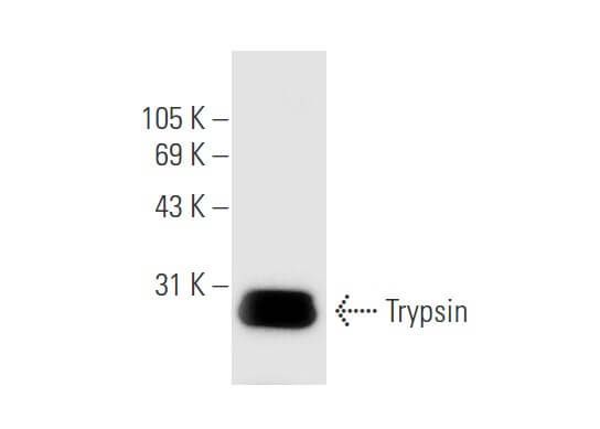 Trypsin Antibody (D-1) | SCBT - Santa Cruz Biotechnology
