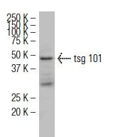 tsg 101抗体 (Y16J) | SCBT - Santa Cruz Biotechnology