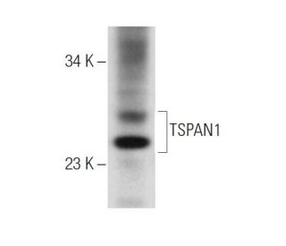 TSPAN1抗体 (B-9) | SCBT - Santa Cruz Biotechnology