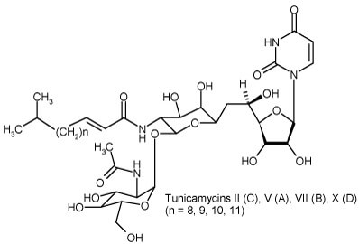 Tunicamycin | CAS 11089-65-9 | SCBT - Santa Cruz Biotechnology